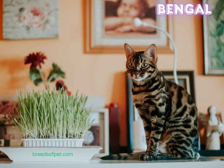 Bengal Cats: The Complete Guide with All You Need to Know 2025 - Breeds ...