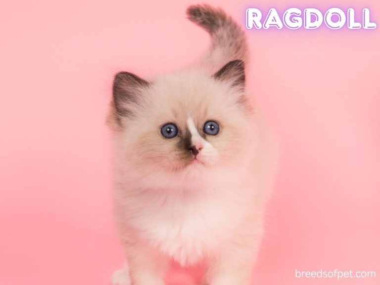 Ragdoll Cats -The Complete Guide: Everything You Need to Know 2025 ...