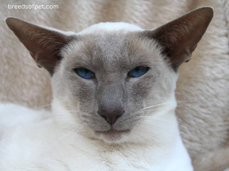 Siamese Cats: The All-You Need to Know Complete Guide on 2025 - Breeds ...
