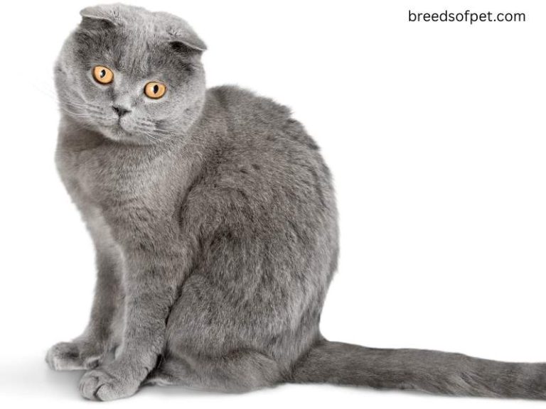 Scottish Fold Cat Complete Guide: History, Care, and Characteristics ...