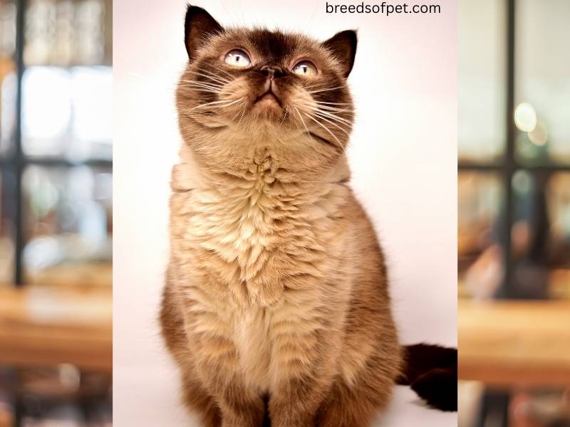 British Shorthair Cat Complete Guide: History, Care, and ...